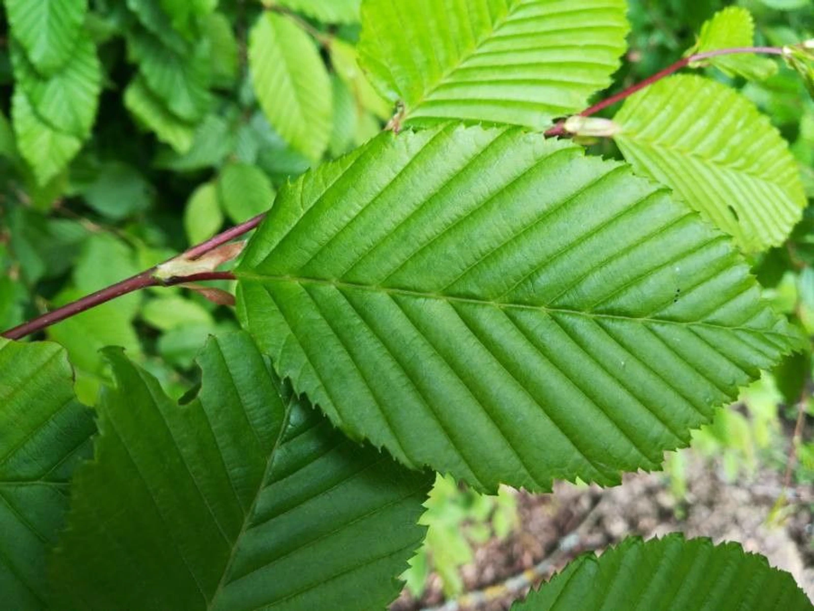 European Hornbeam (Carpinus betulus) | Easyscape Plant Profile