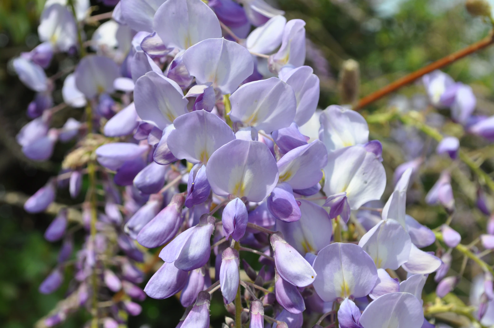 Chinese Wisteria (Wisteria sinensis) | Easyscape Plant Profile